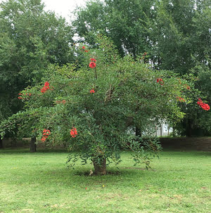 Chemba Jardines